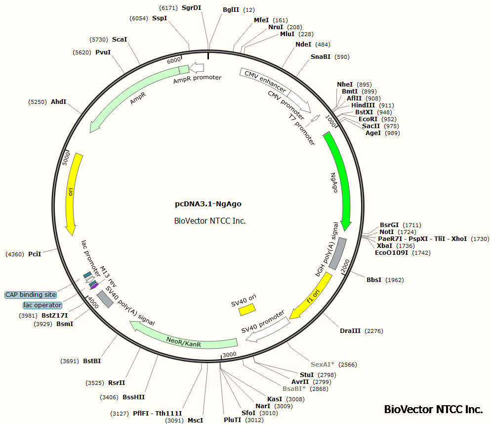pcDNA3.1-NgAgo，pET-NgAgo表达质粒载体-替代Cas9的新型基因编辑技术-BioVector NTCC质粒载体菌种细胞基因保藏中心 - Biovector质粒载体菌种细胞 ...